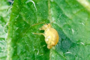 Good bugs for small farms – A beginner’s guide | Farmstyle Australia